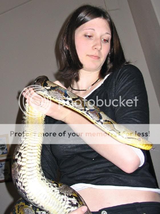 10ft Male Yellow head reticulated python - perfect | FaunaClassifieds